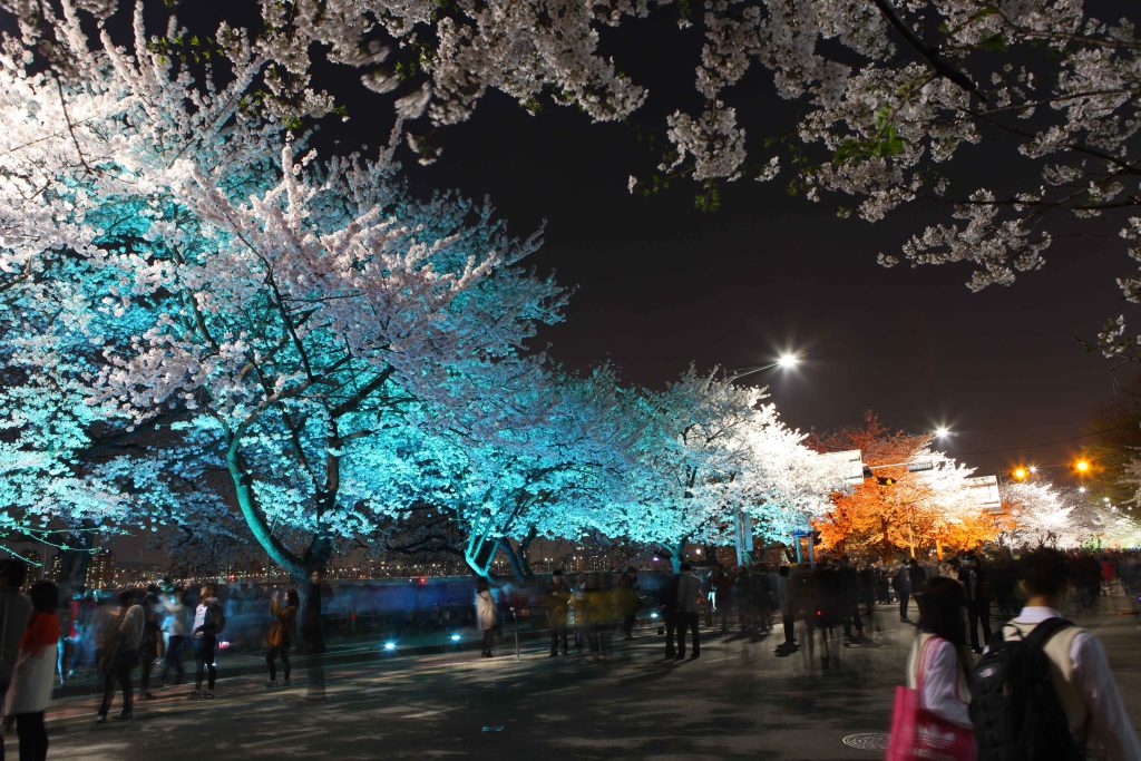 Cherry Blossom Viewing Spots in Seoul: The Best Places to Enjoy Spring ...